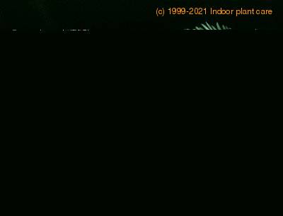 Cycas revoluta - Sago palm care