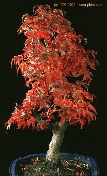 acer palmatum shishigashira