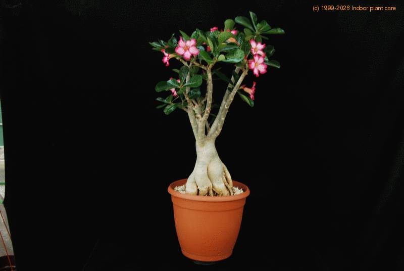 adenium obesum 1