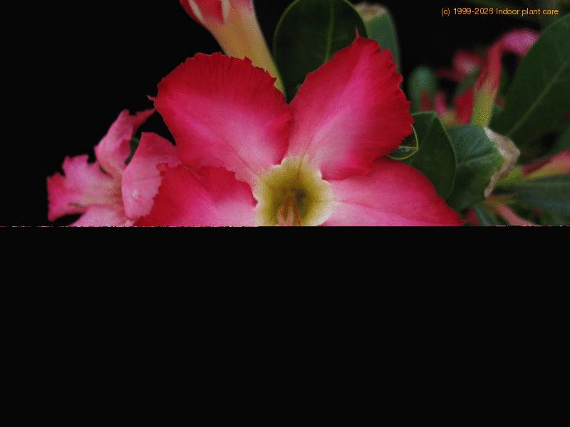 adenium obesum hybrid sif
