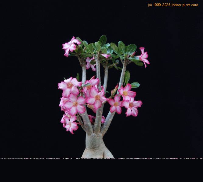 adenium obesum sib