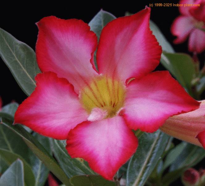 adenium obesum sif
