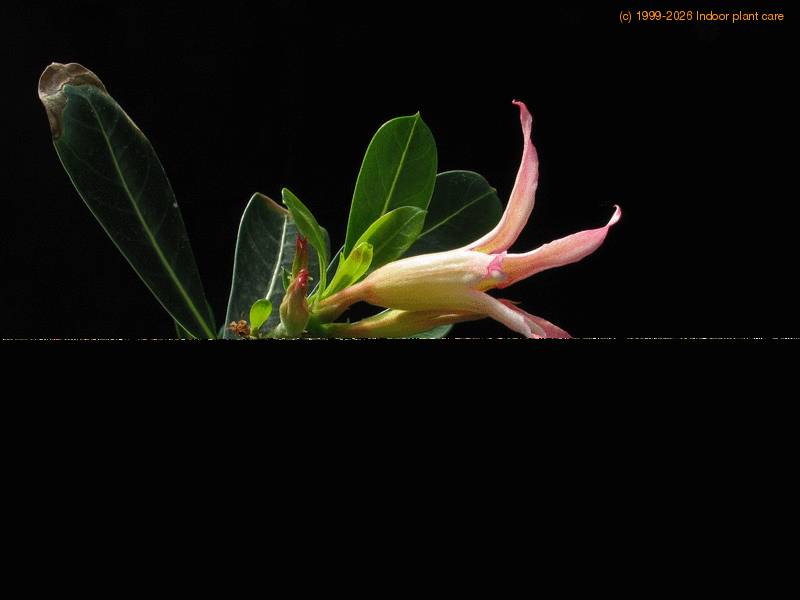 adenium obesum sp sif