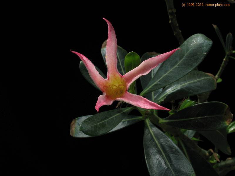 adenium obesum1 sp sif
