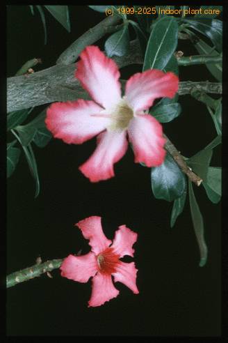 Adenium sp. 1603