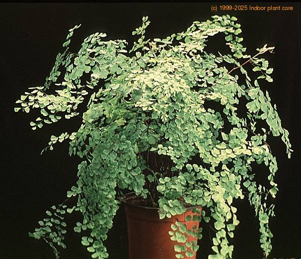 adiantum raddianum 1943