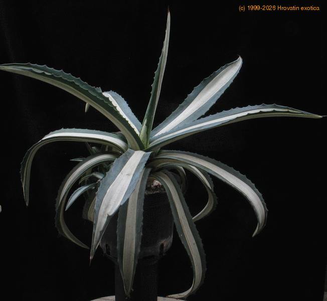 agave americana medio picta v alba 1