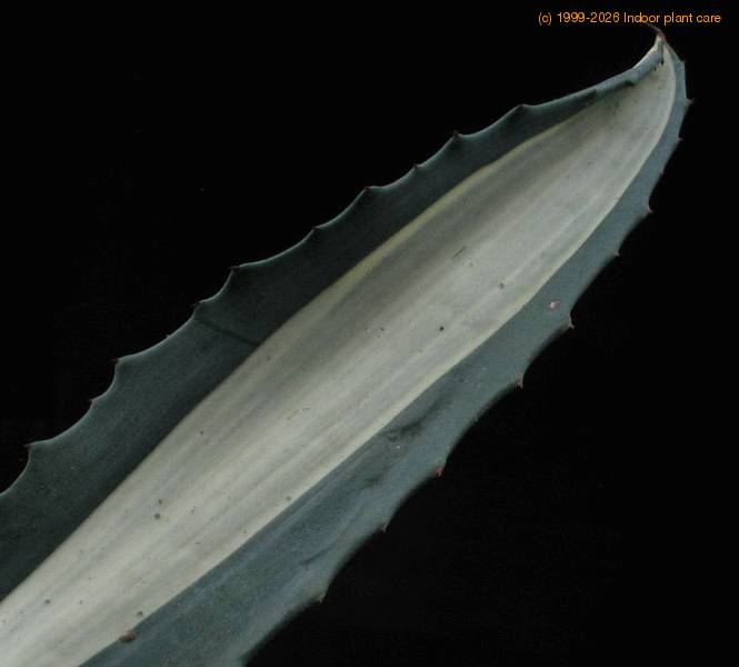 agave americana medio picta v alba 2