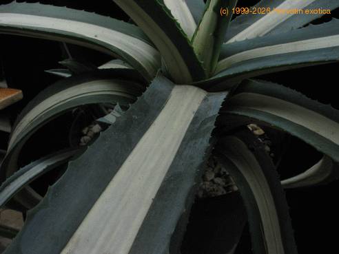 agave americana medio picta v alba 3