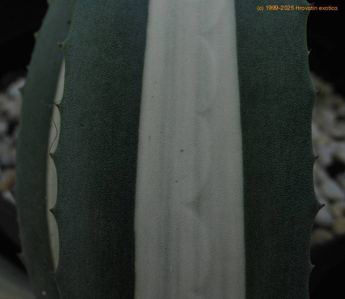 agave americana v mediiopicta alba 3