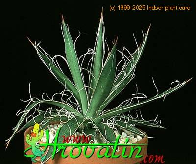 Agave filifera 1171