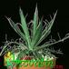 Agave filifera 1171