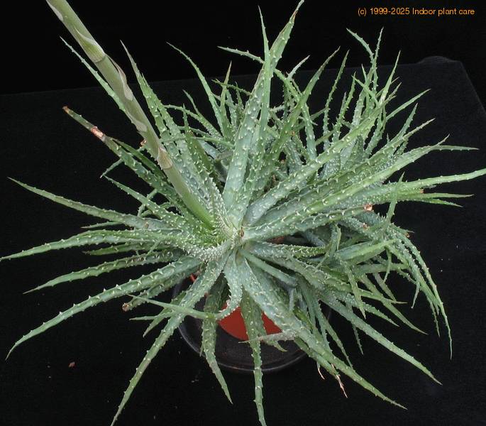 aloe humilis sib