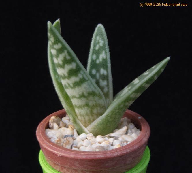 Aloe variegata