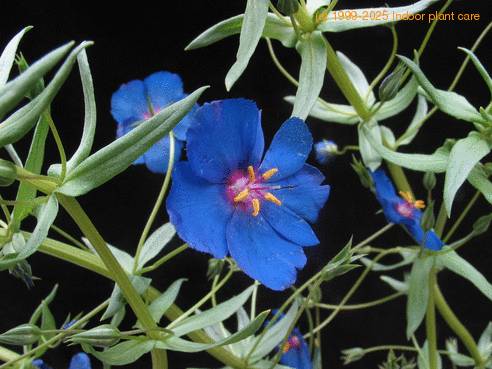 Anagalis monelli flower
