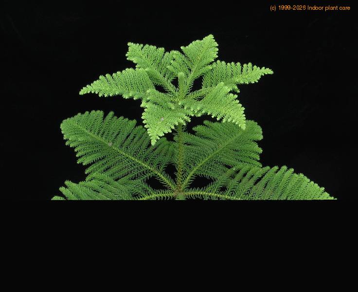 araucaria heterophylla leaf