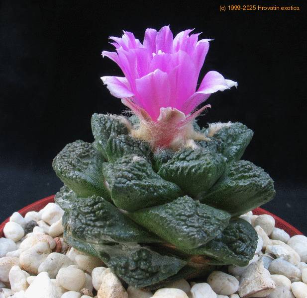ariocarpus fissuratus 4