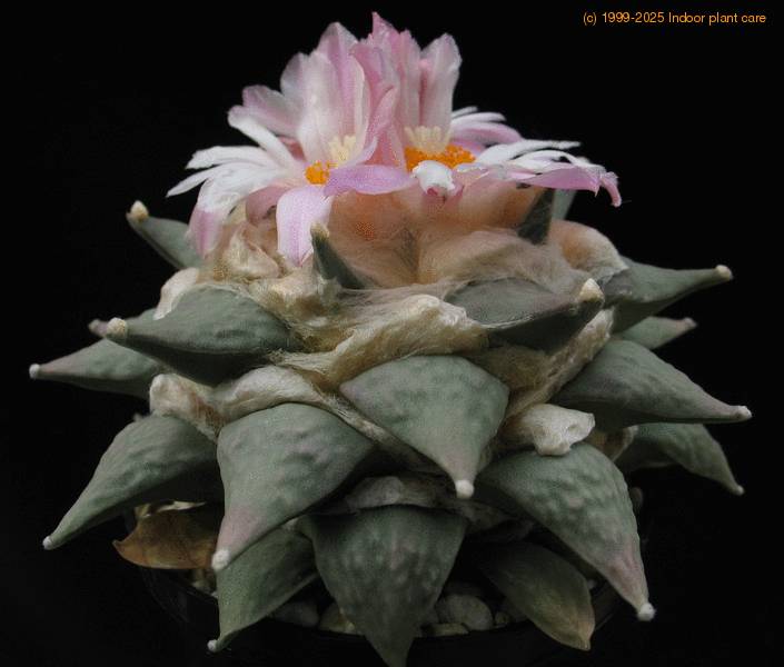 ariocarpus furfuraceus sis