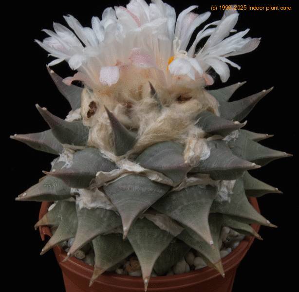 ariocarpus retusus sif