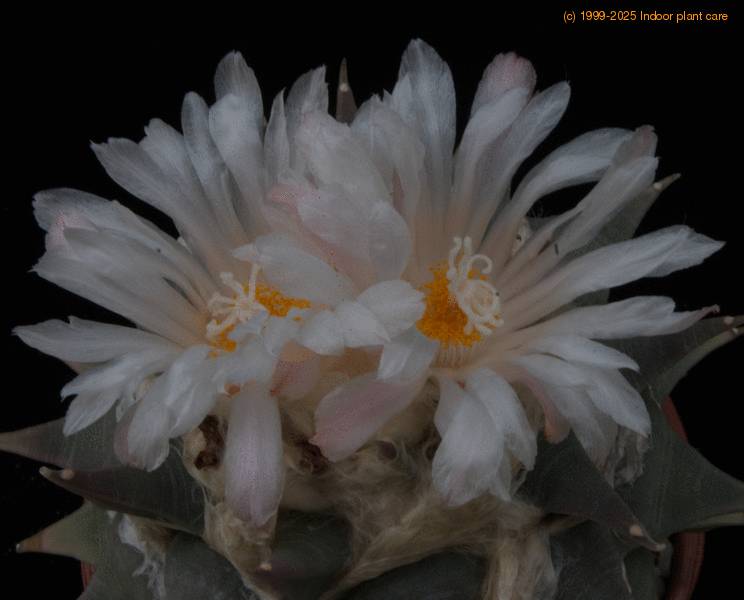 ariocarpus retusus1 sif