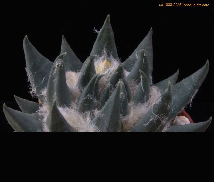 ariocarpus trigonus elongatus sib