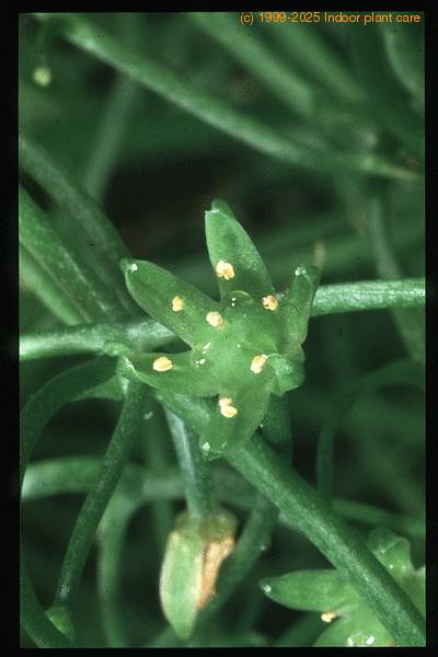 bowiea volubilis 1612