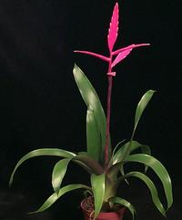 Vriesea hybrid