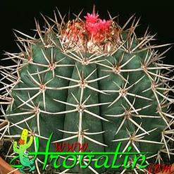 Melocactus peruvianus