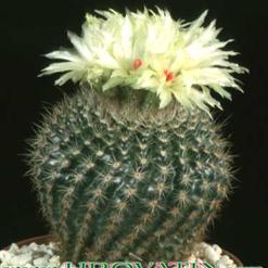 Notocactus apricus