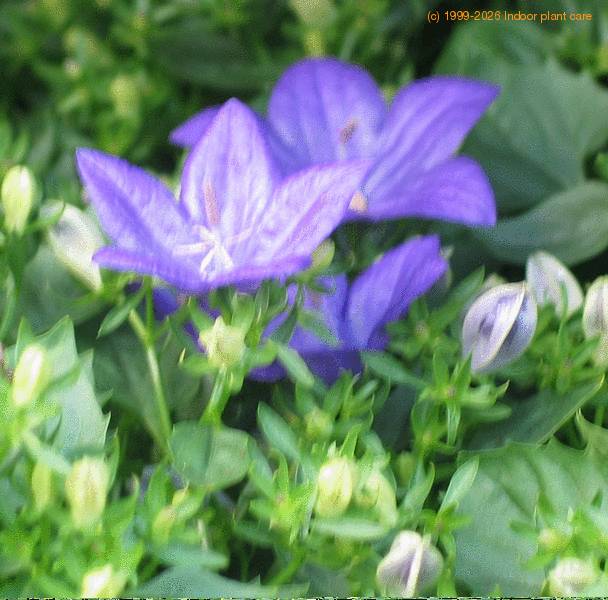 campanula isophylla mayi sib
