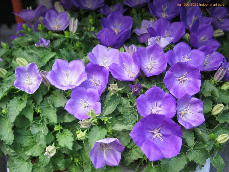campanula isophylla wega