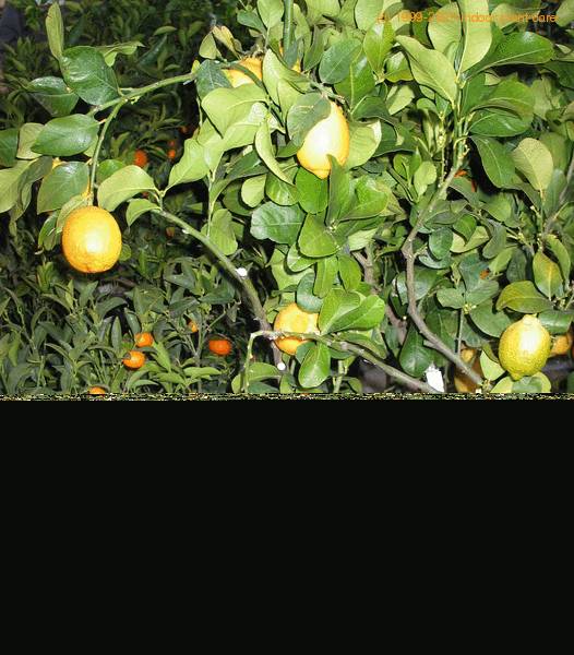 citrus lemon 3 1