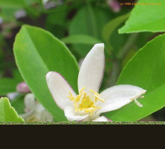 citrus lemon1 sif