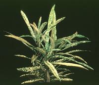Codiaeum variegatum -Gold star- 1887