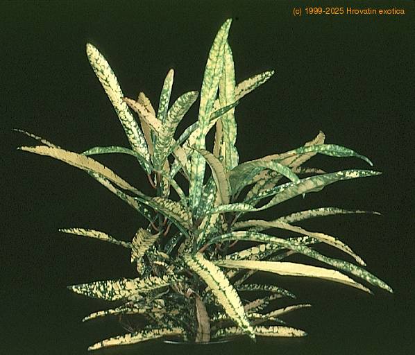 codiaeum variegatum gold star 1887