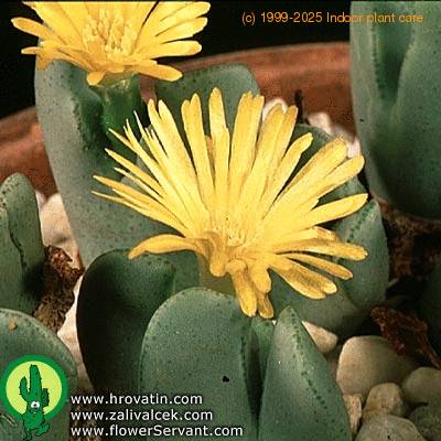 conophytum bilobum flower 1564