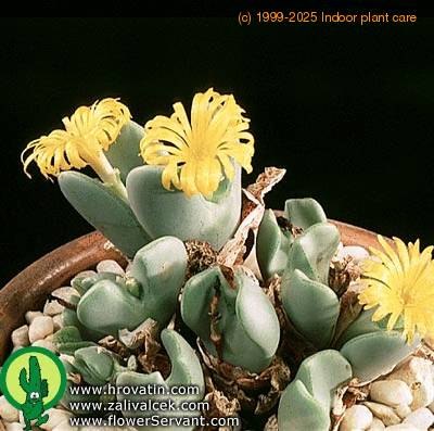 conophytum sp 1565