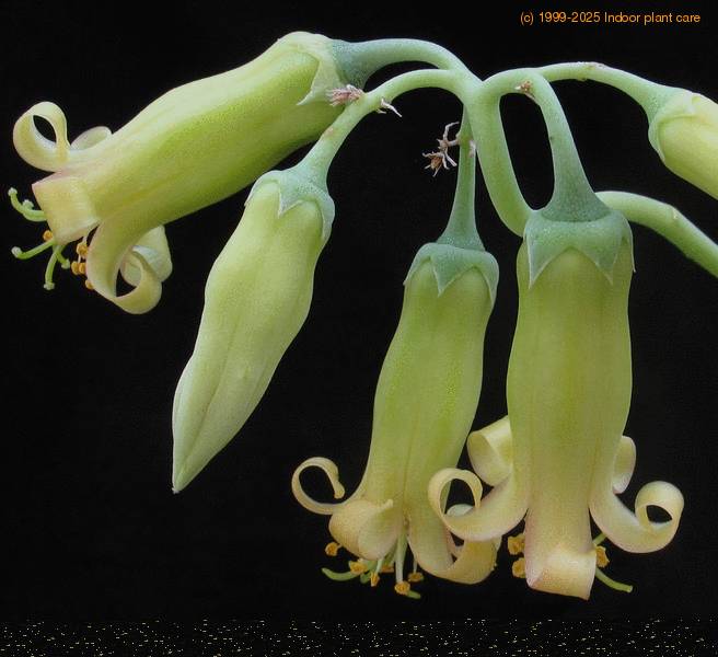 cotyledon octopus flower