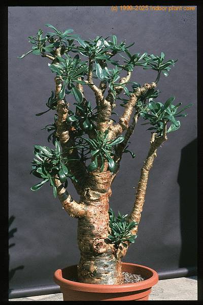 cotyledon paniculata 1655