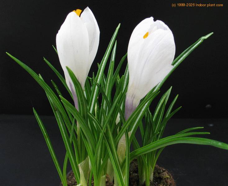 crocus 2