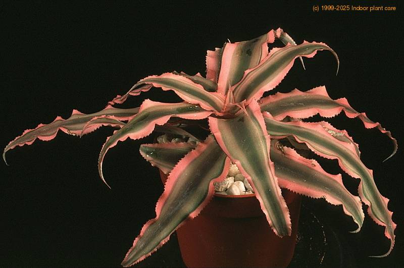 cryptanthus bromelioides tricolor sib