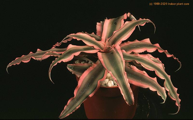 cryptanthus bromelioides tricolor 1902