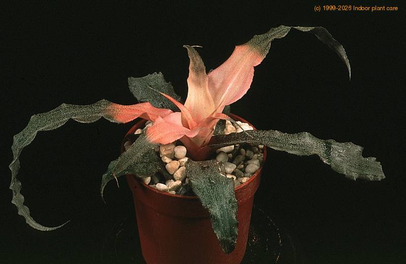 cryptanthus sp 1