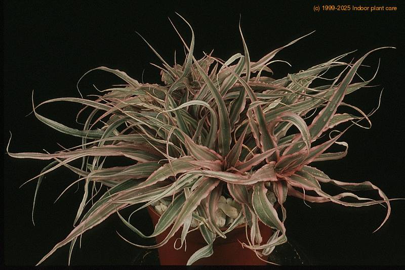 cryptanthus sp