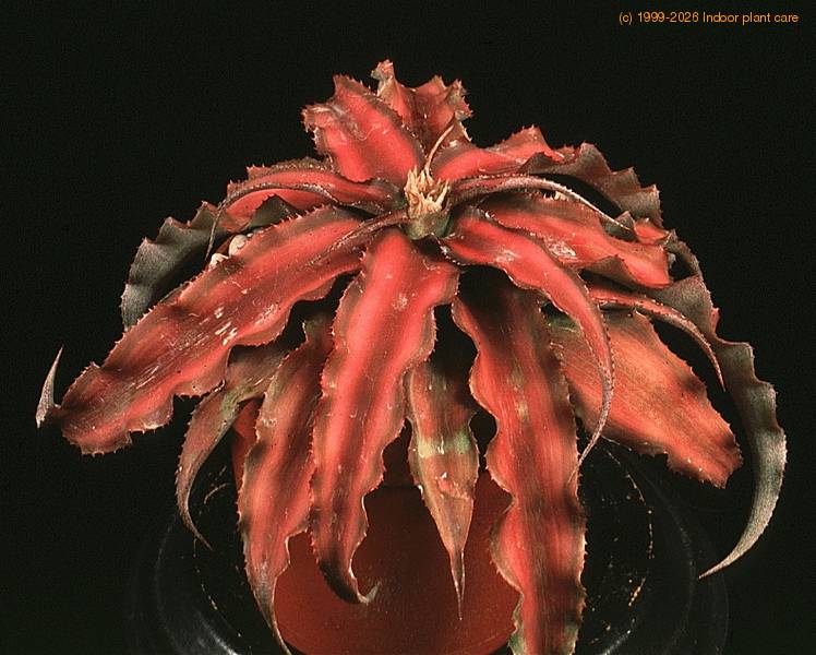 cryptanthus sp pink starlight 1908