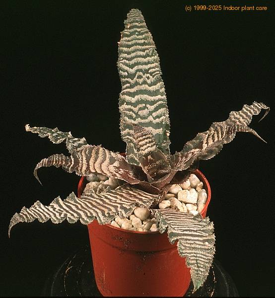 cryptanthus zebrinus 1905
