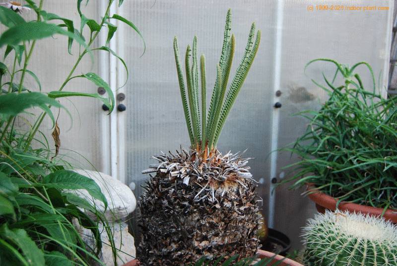 cycas revoluta 1