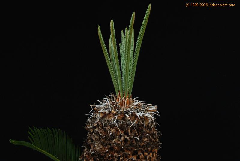 cycas revoluta 2