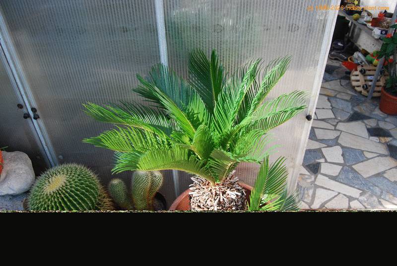 cycas revoluta sib