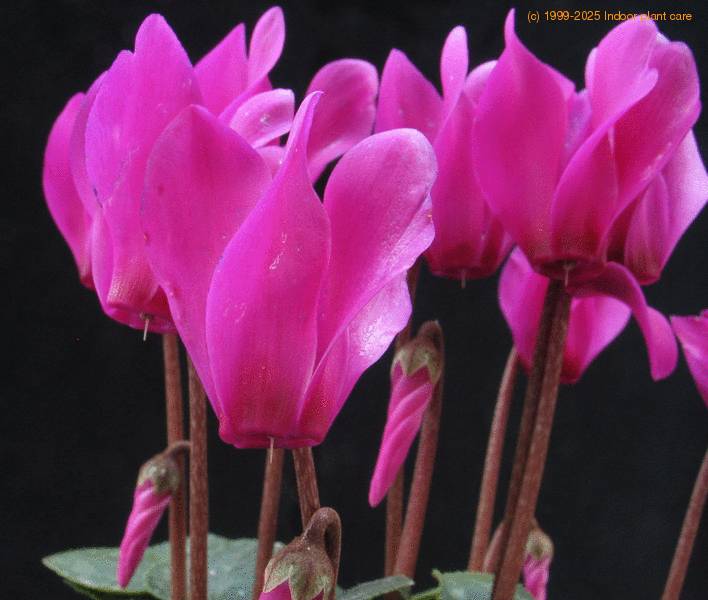 cyclamen hybrid mini 2